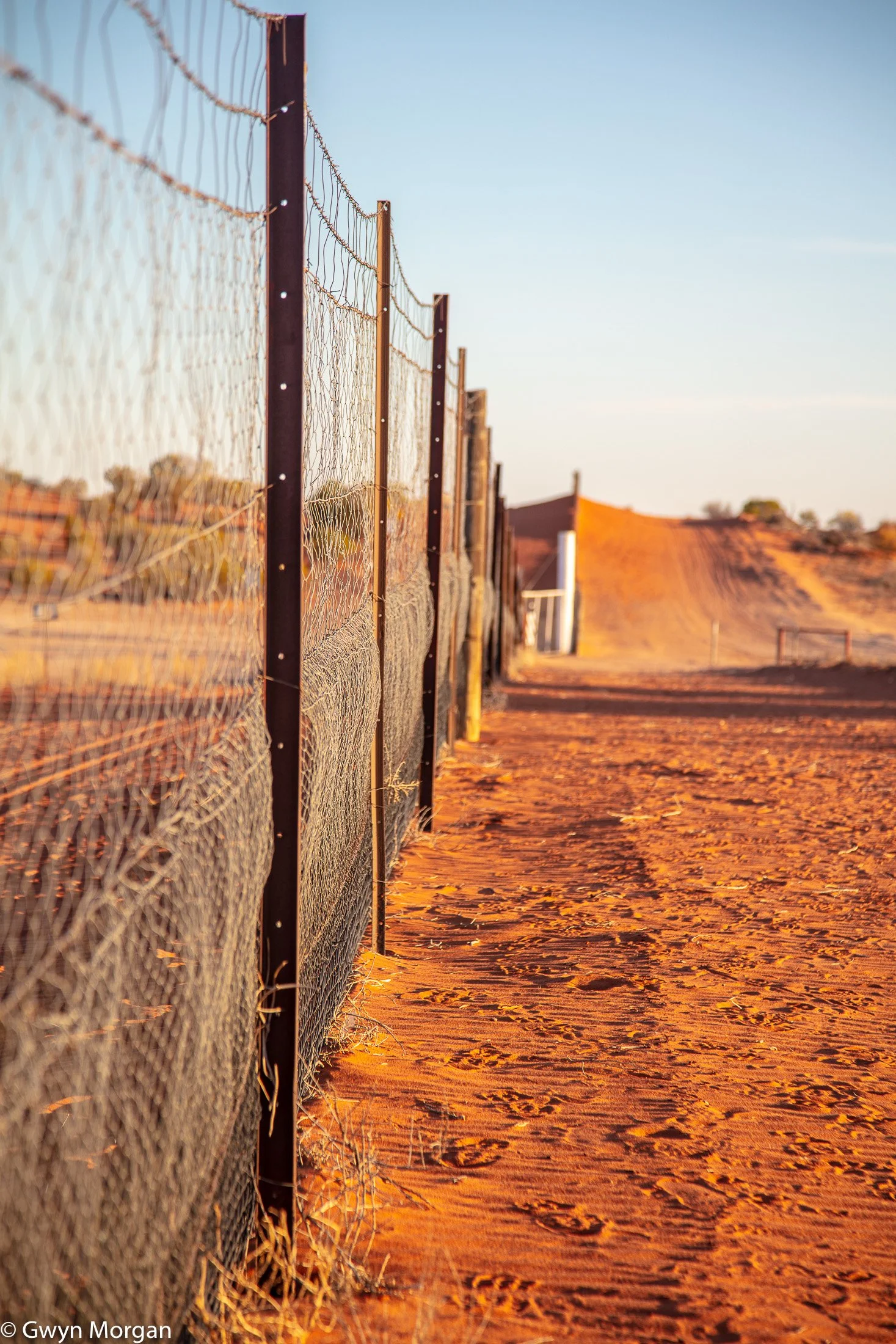 Dingo killing — Defend The Wild