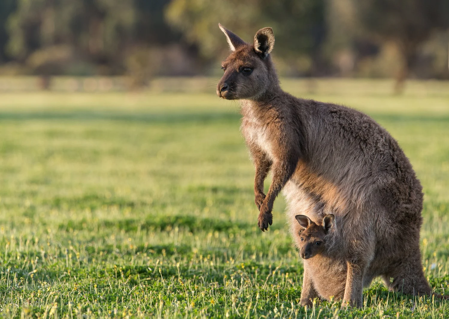 Kangaroo shooting — Defend The Wild