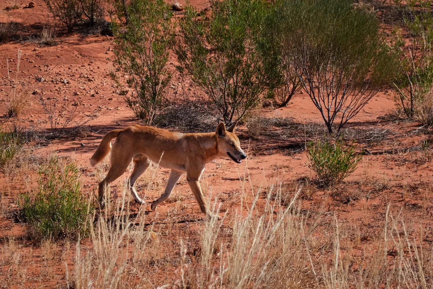 Dingo killing — Defend The Wild