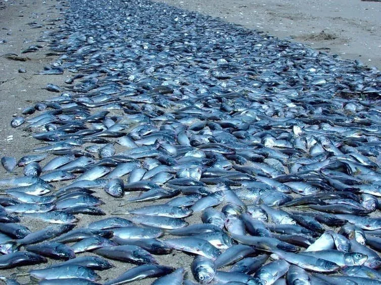 Ocean destruction — Defend The Wild