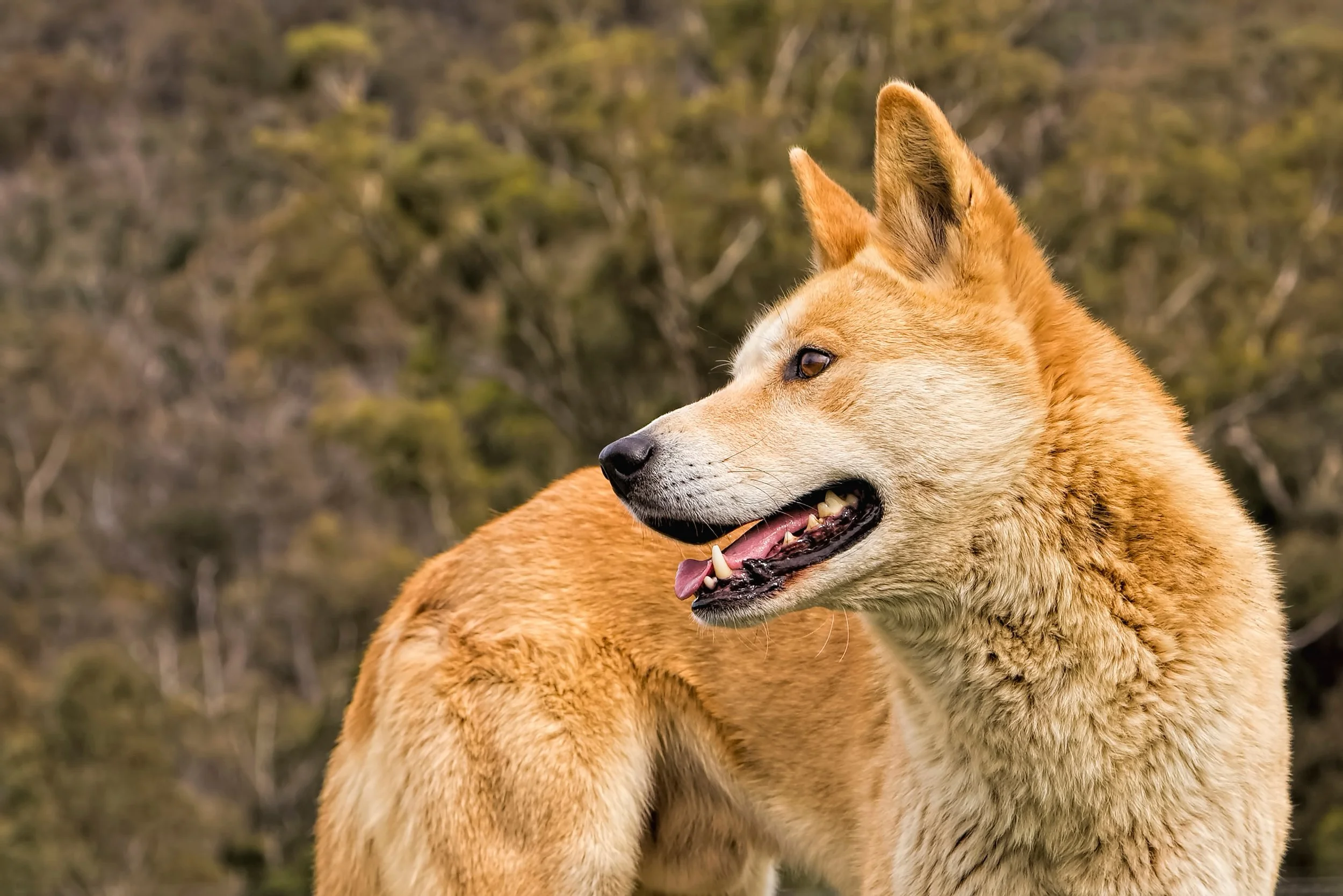 Dingo killing — Defend The Wild