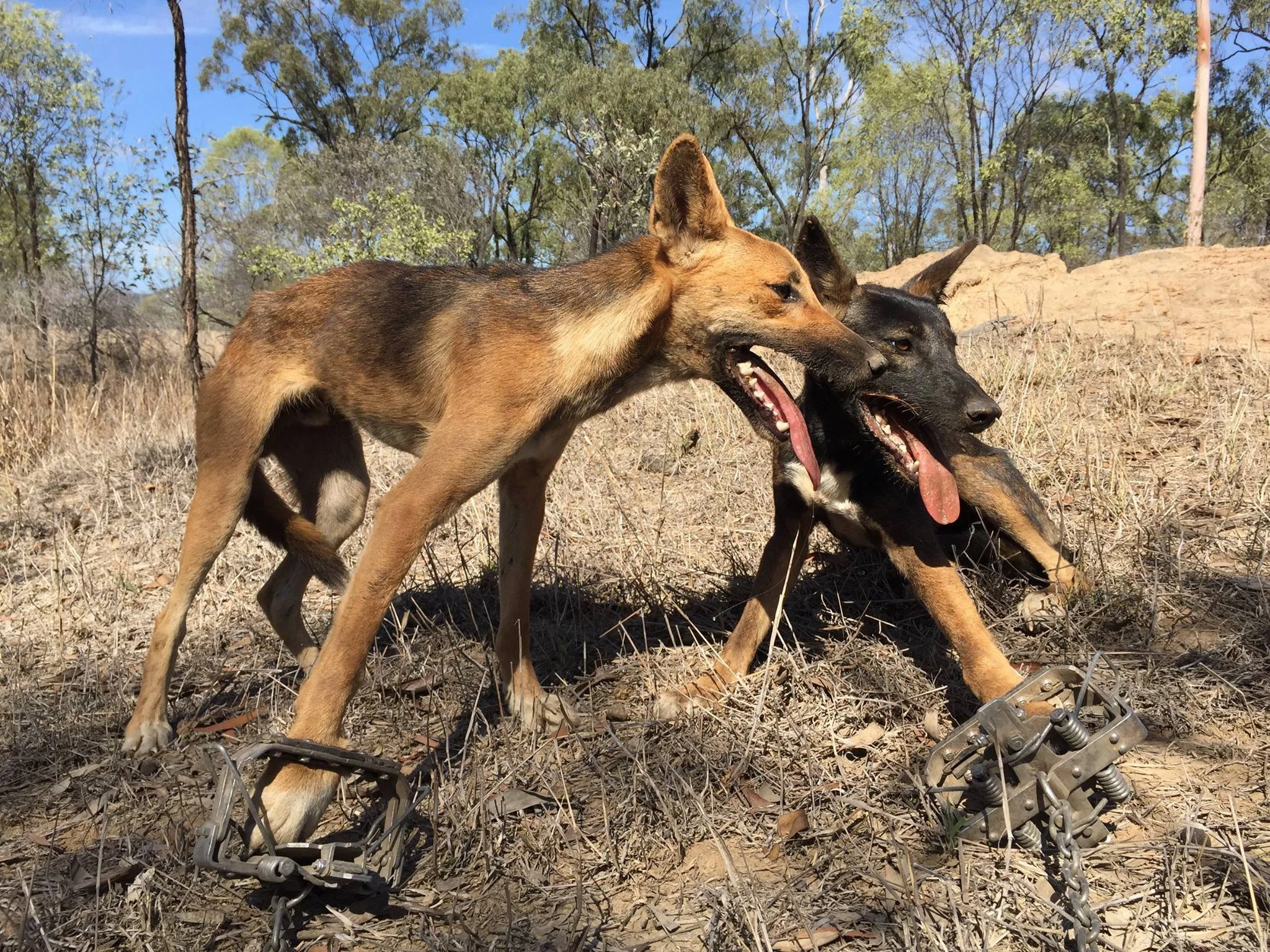 Dingo killing — Defend The Wild