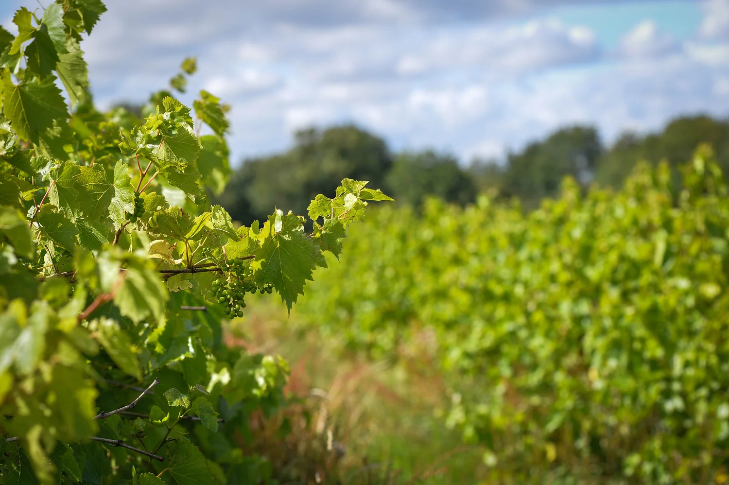 Mayfield Vineyard is located in the heart of rural Lincolnshire on a ...
