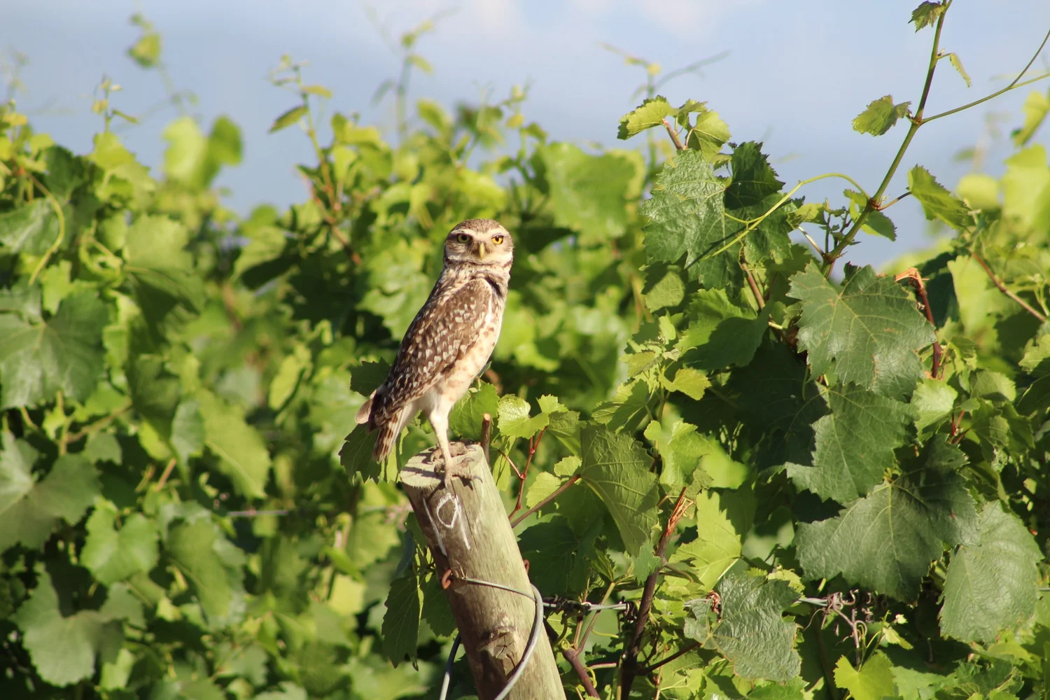 Mayfield Vineyard, Lincolnshire. Home of the Owl Collection and Rhubarb ...
