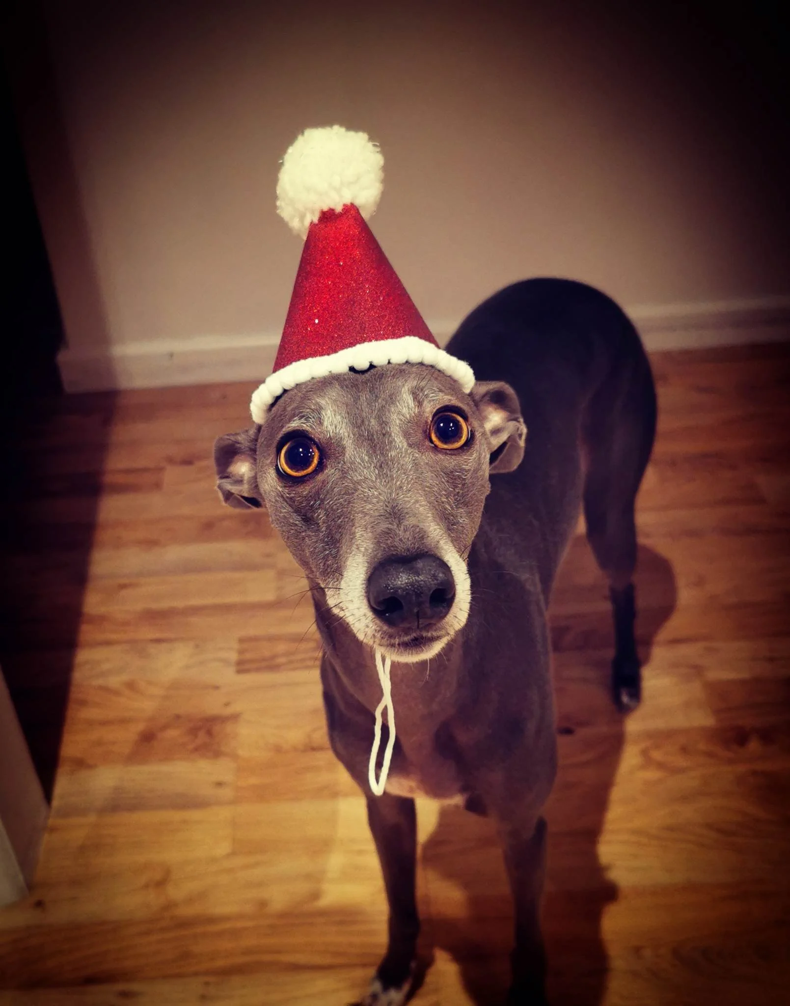 Bilms & Bug Pet Accessories