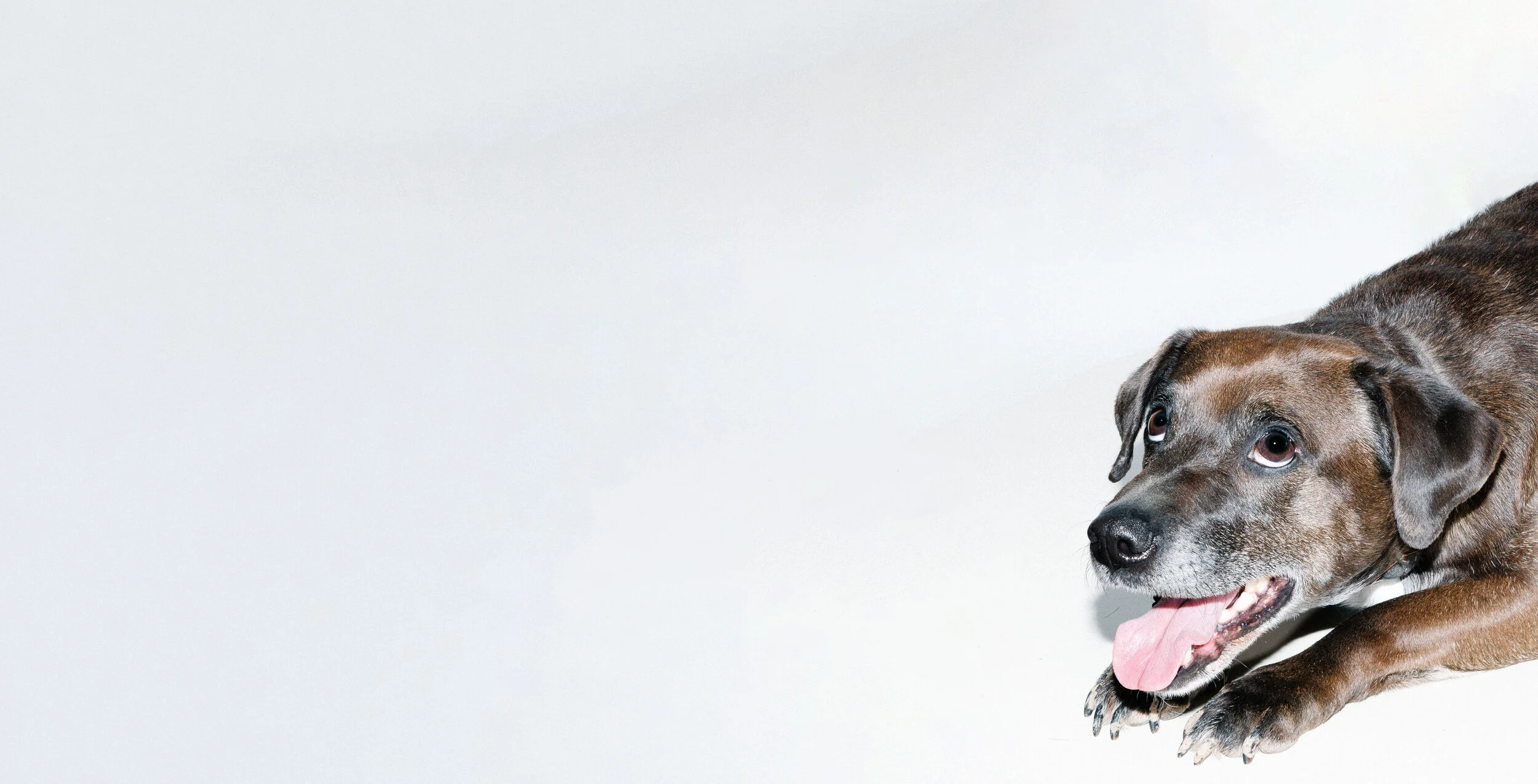 Good Dogz KC | Training for Kansas City's Best Dogs