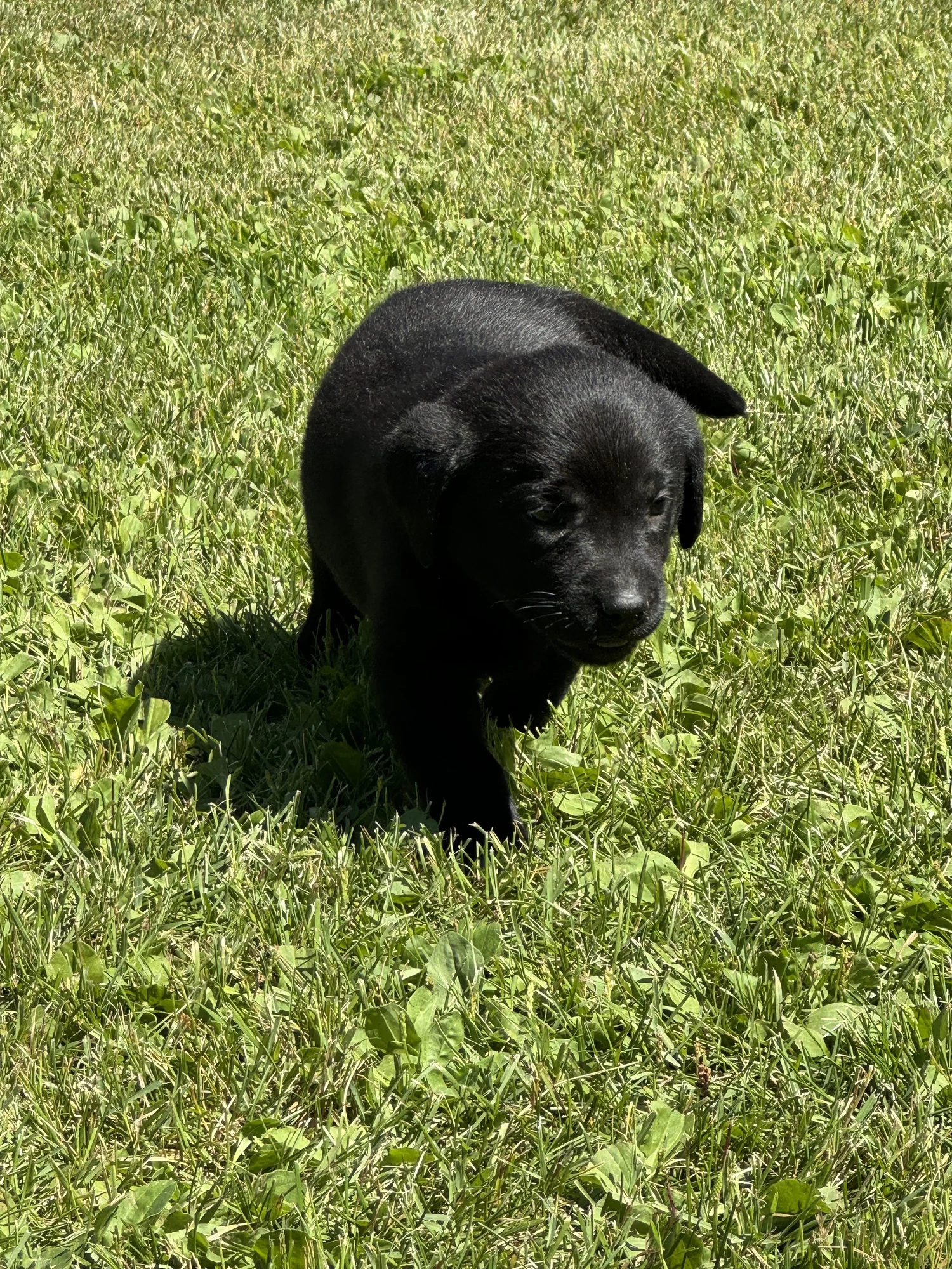 Available Puppies — Oak Lane Retrievers