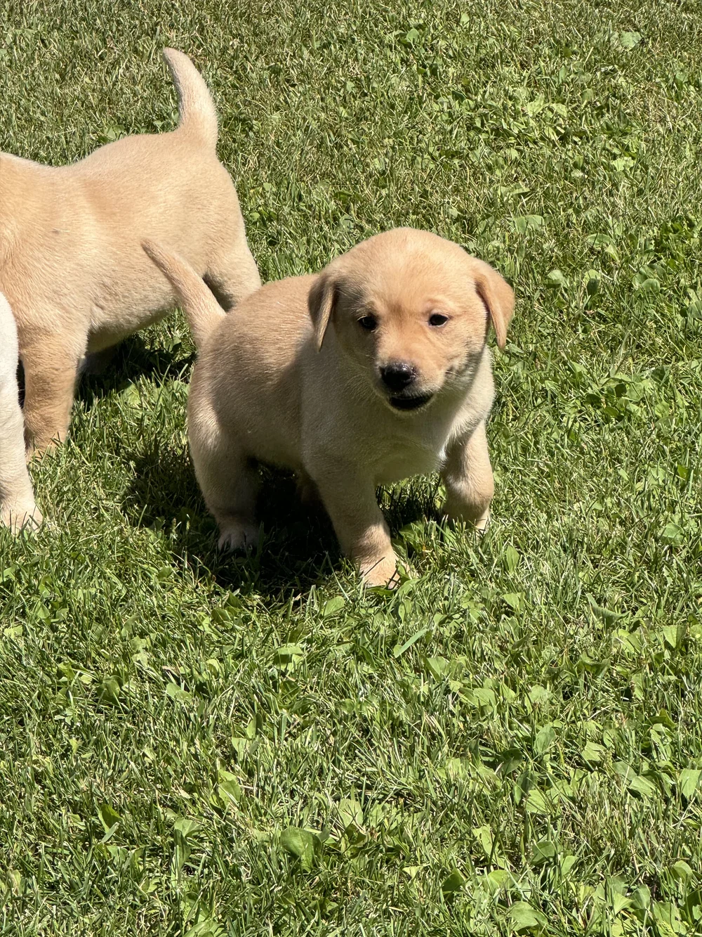 Available Puppies — Oak Lane Retrievers