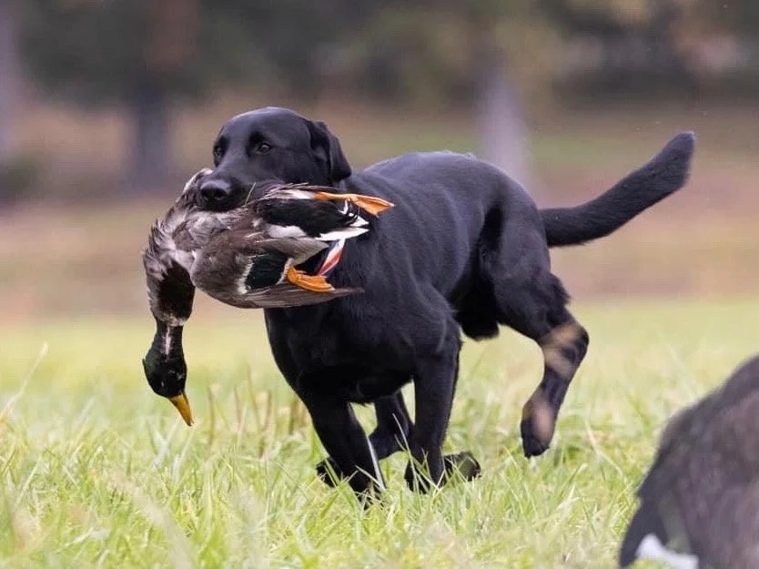 Available Puppies — Oak Lane Retrievers