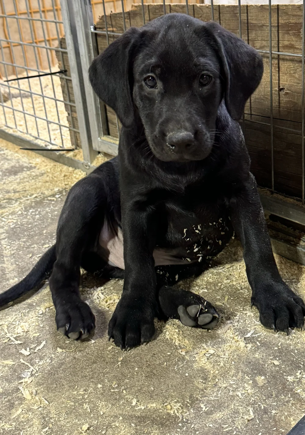 Available Puppies — Oak Lane Retrievers