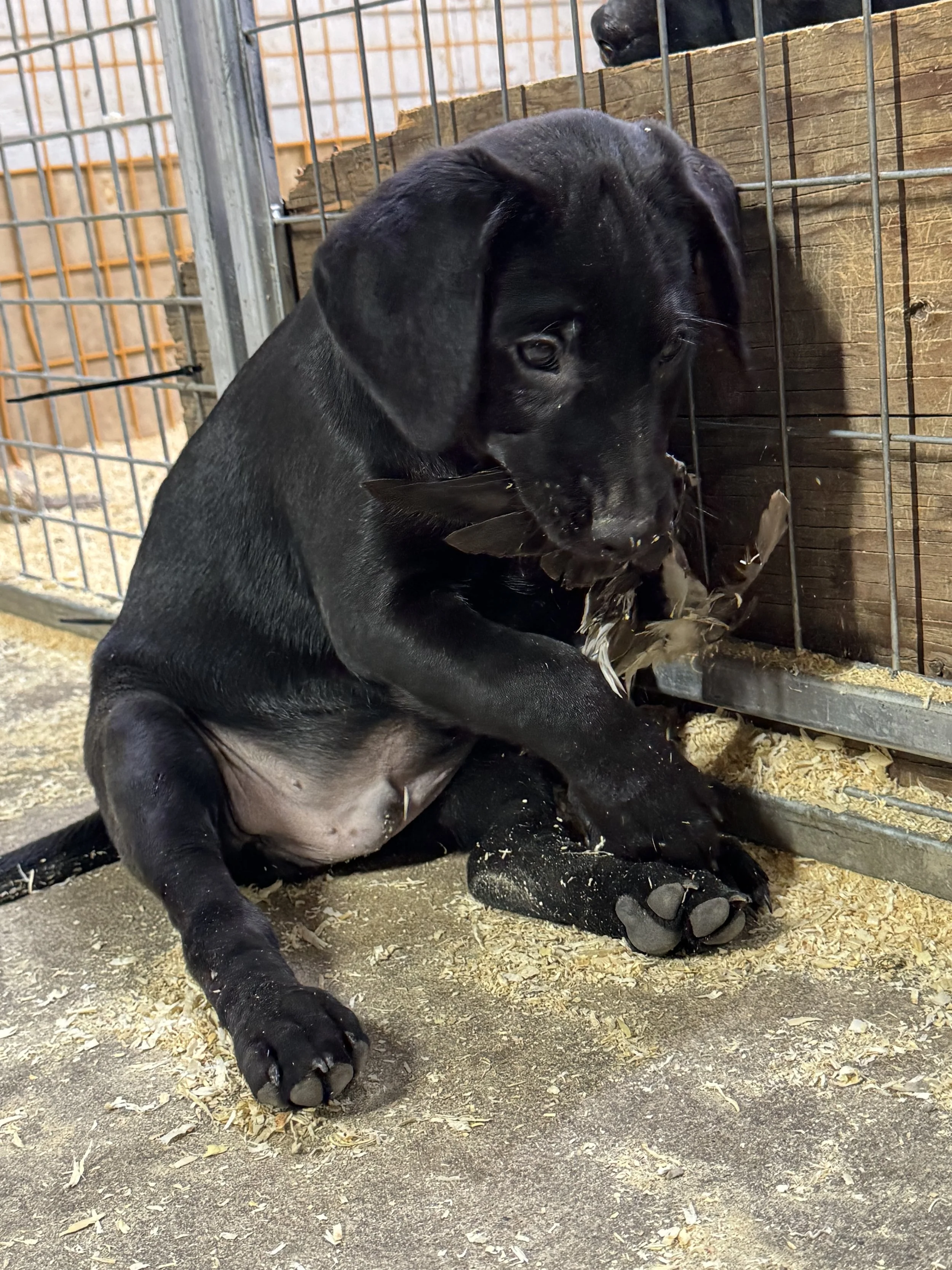Available Puppies — Oak Lane Retrievers