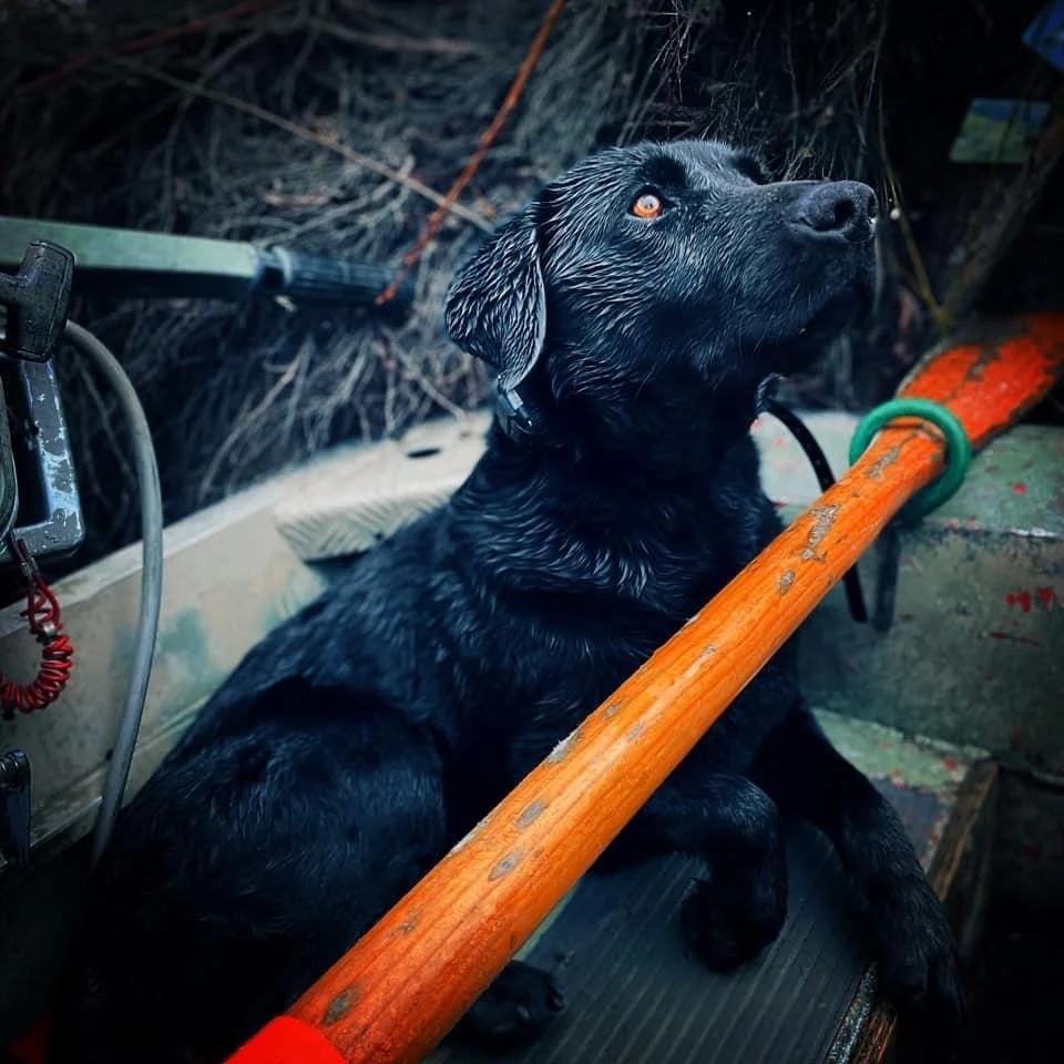 Available Puppies — Oak Lane Retrievers