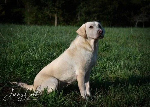 Available Puppies — Oak Lane Retrievers