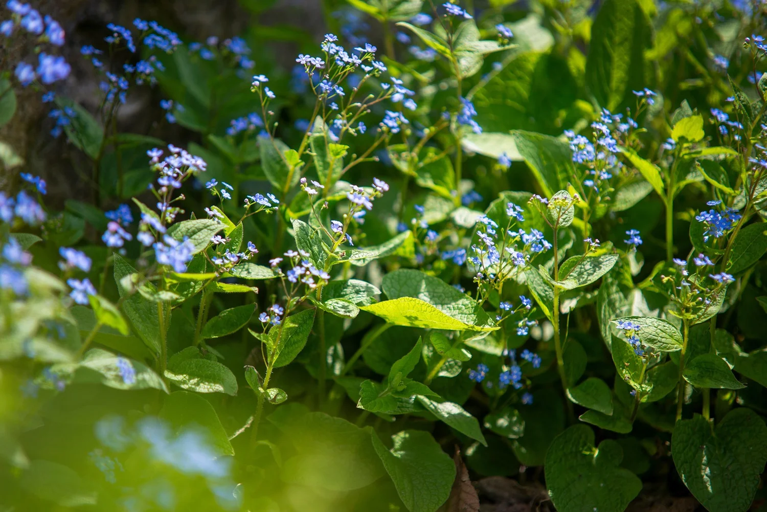 Facility Rentals — Fair Lane: Home of Clara and Henry Ford