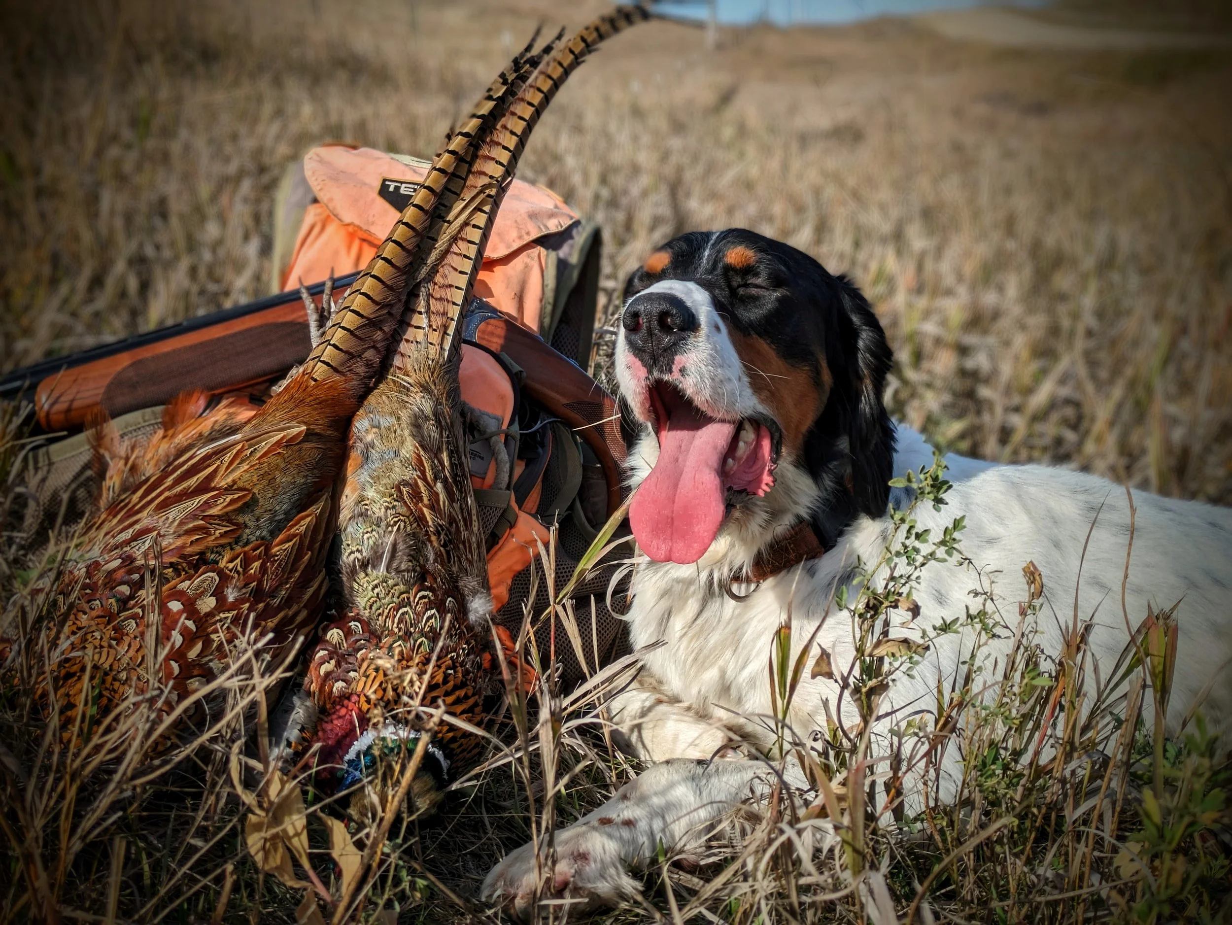 Making the Most of Montana - Pointing Dog Journal — Hutson Heritage ...