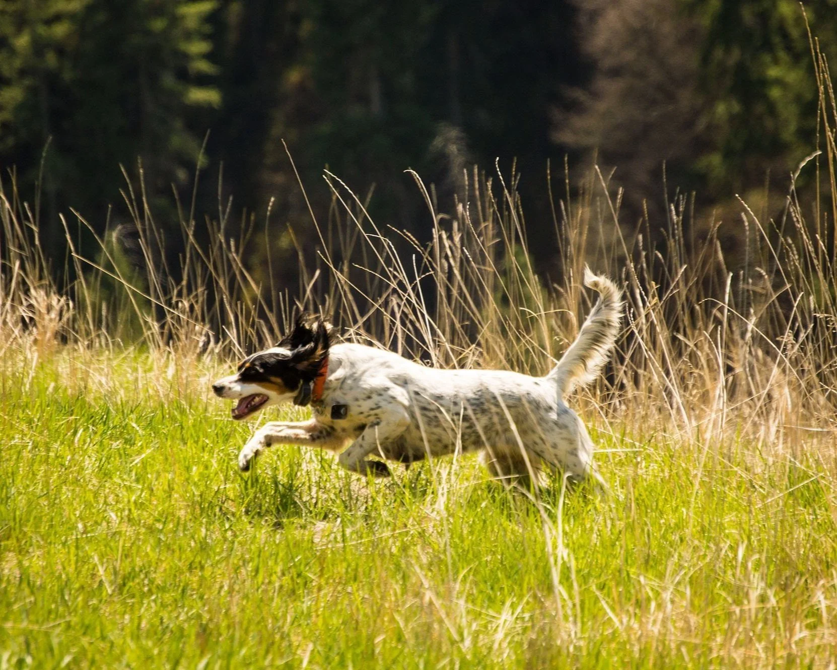 Hutson Heritage | Bird Dog Training & Outdoor Experiences