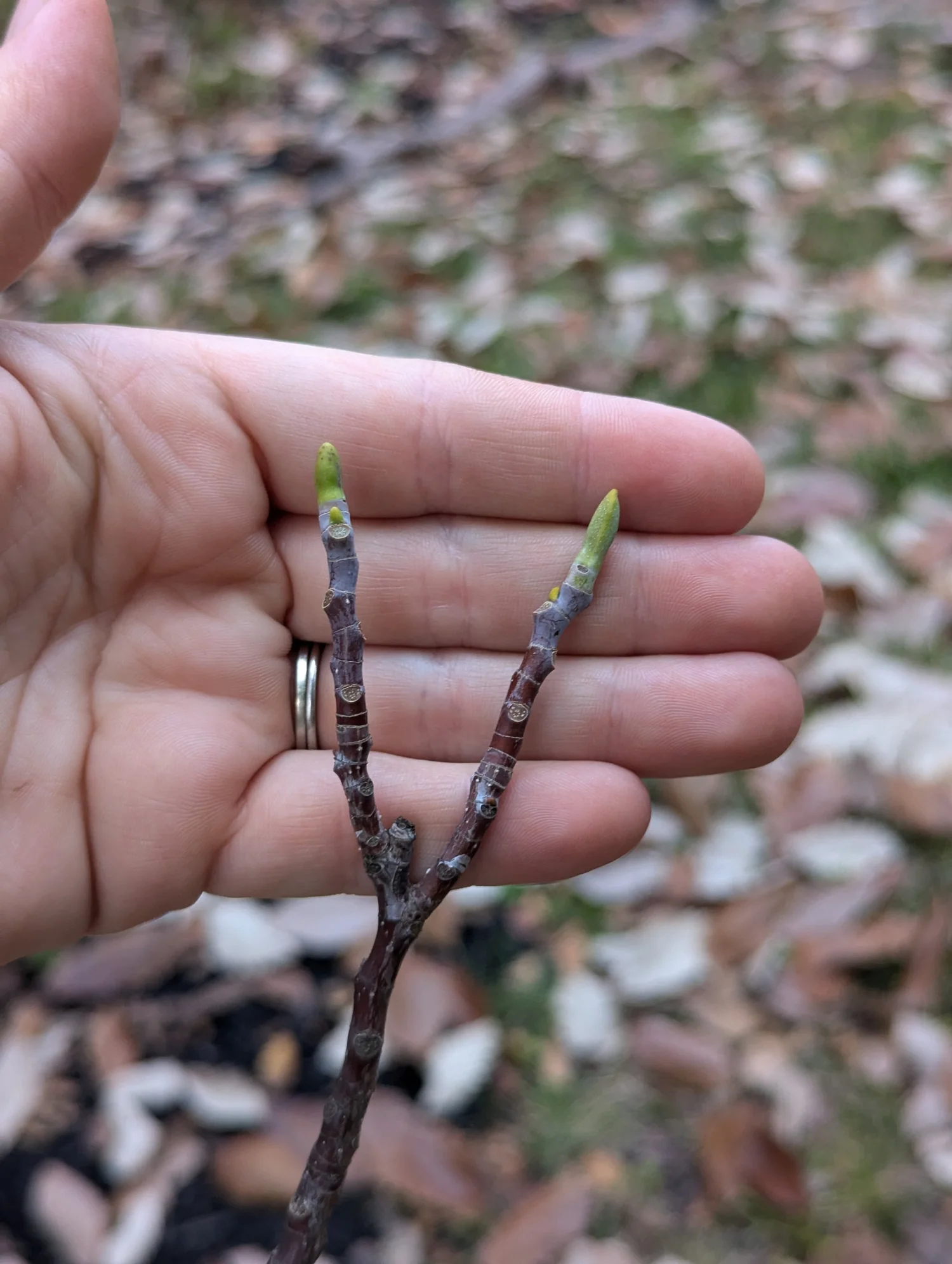 Liriodendron tulipifera — Civic Garden Center of Greater Cincinnati