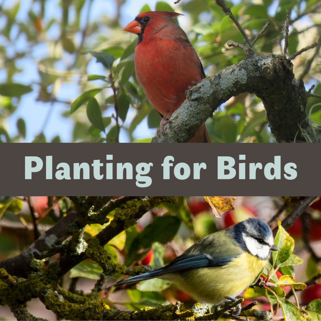 Classes, Events & Volunteer Opportunities — Civic Garden Center of ...