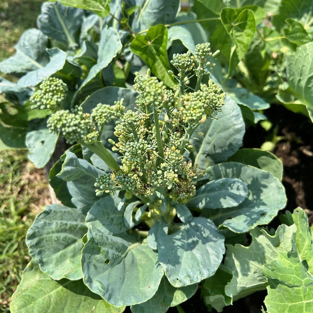 The Good and Bad of Bolting — Civic Garden Center of Greater Cincinnati