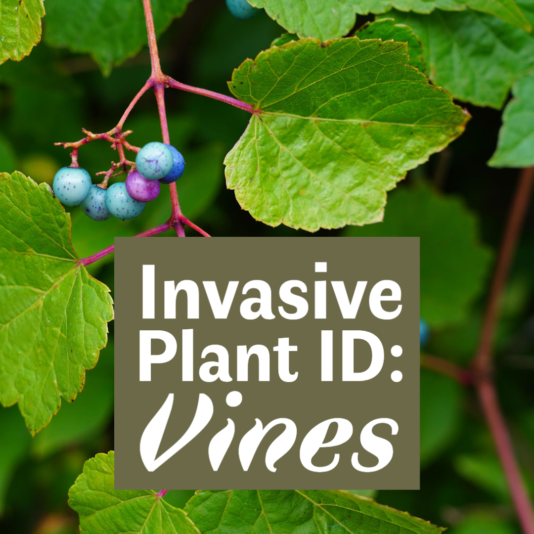 Civic Garden Center of Greater Cincinnati