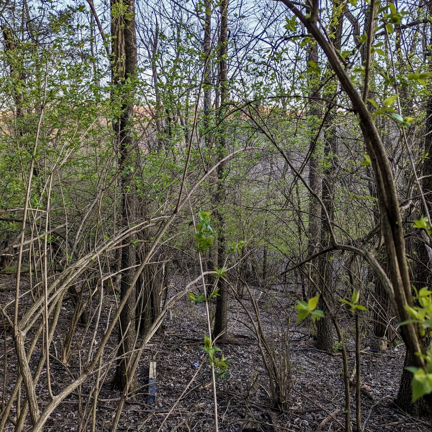 A New Silent Spring — Civic Garden Center of Greater Cincinnati