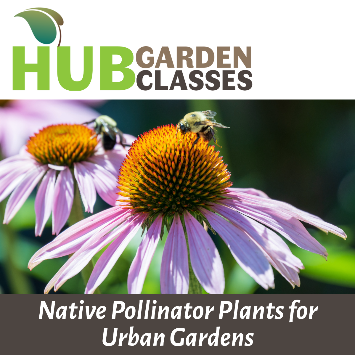 Hub Garden Classes — Civic Garden Center of Greater Cincinnati