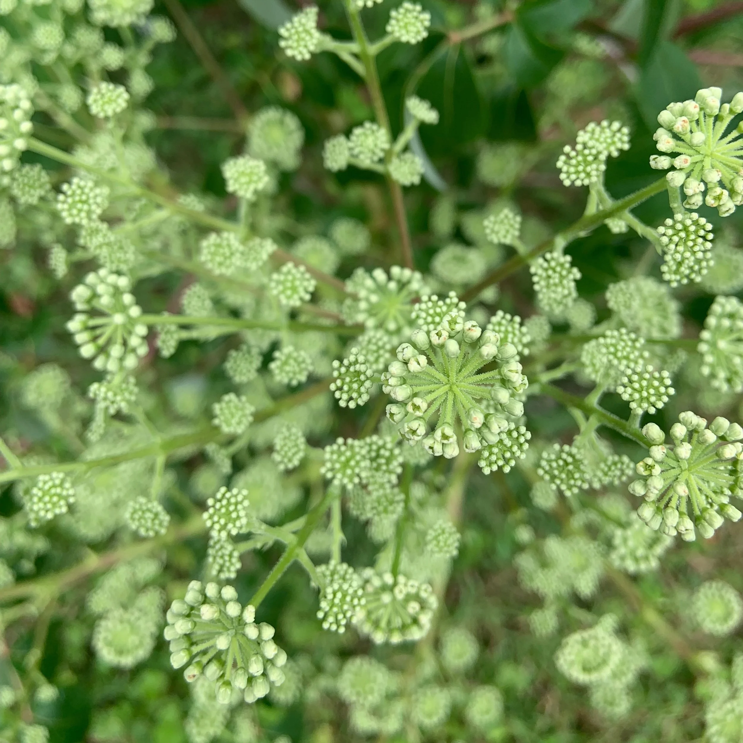 The Case for Diversifying Our Native Plant Collections — Civic Garden Center of Greater Cincinnati