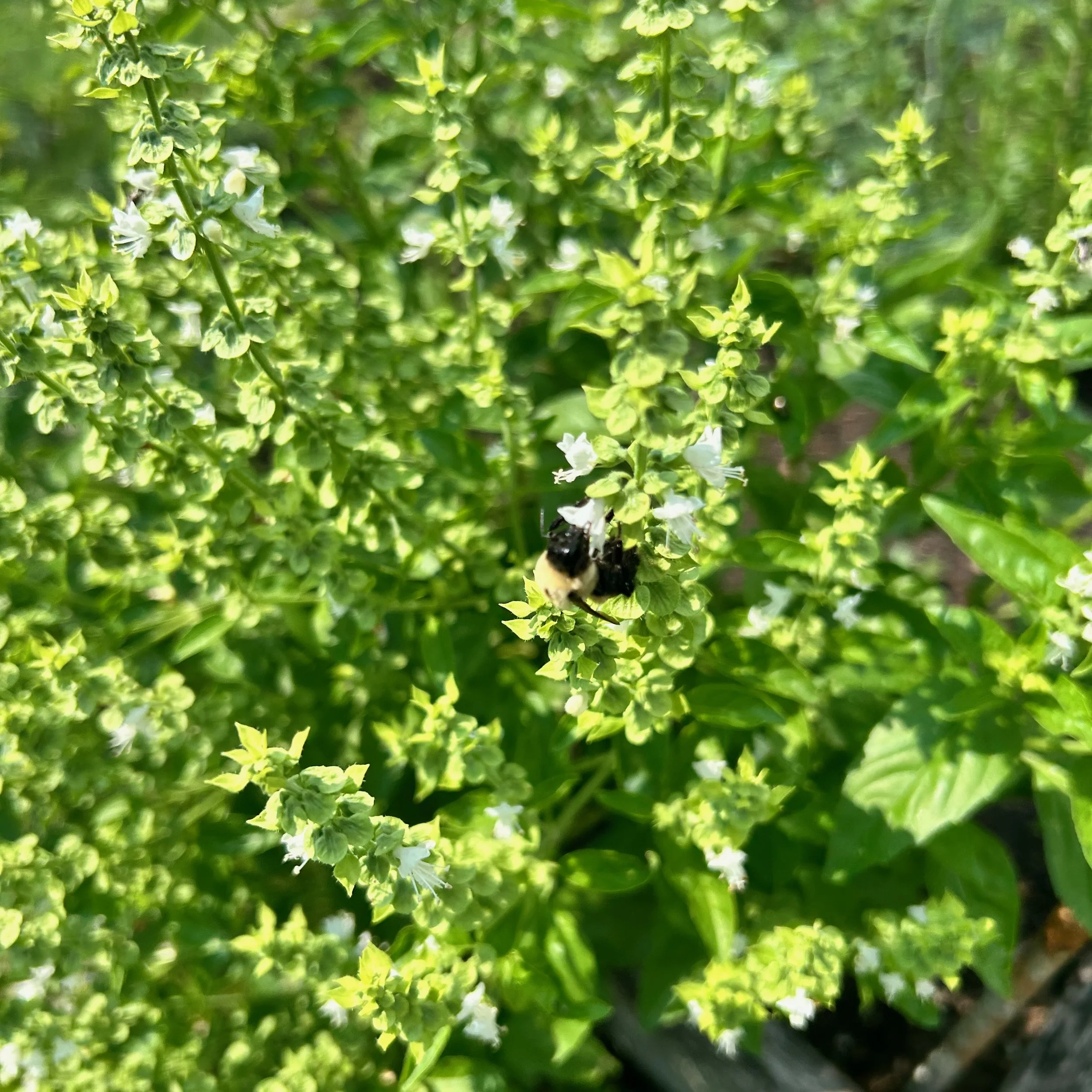 The Good and Bad of Bolting — Civic Garden Center of Greater Cincinnati