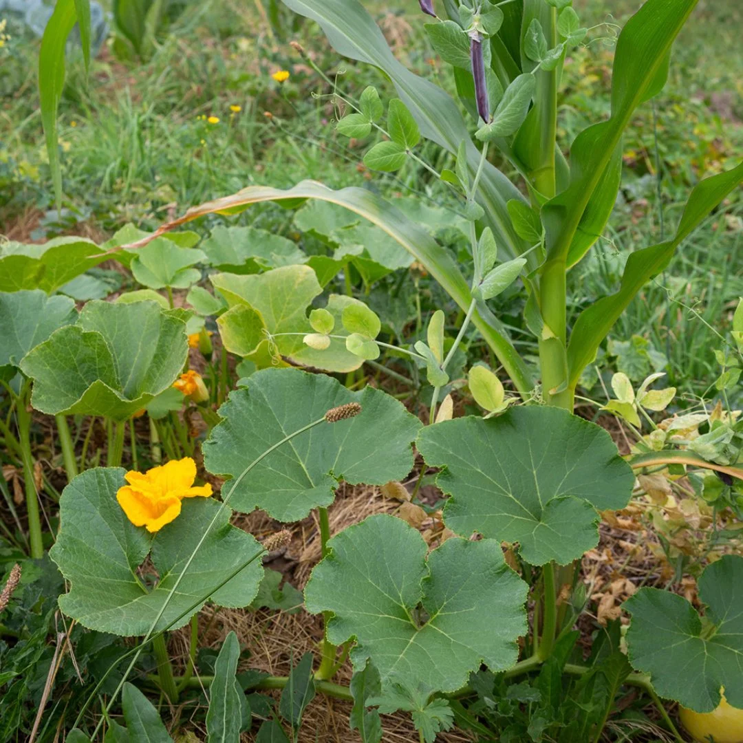 What Is Companion Planting? — Civic Garden Center of Greater Cincinnati