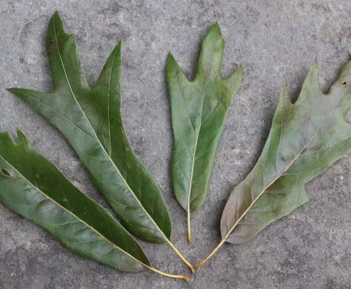 Quercus x leana — Civic Garden Center of Greater Cincinnati