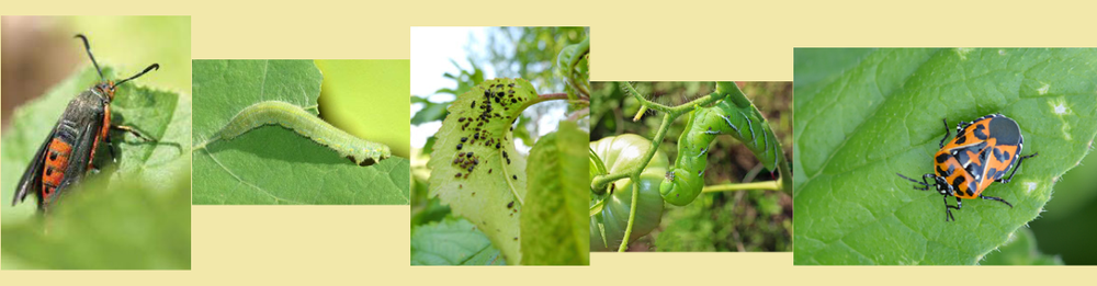 Managing Pests in the Garden: Identification and Organic Controls ...