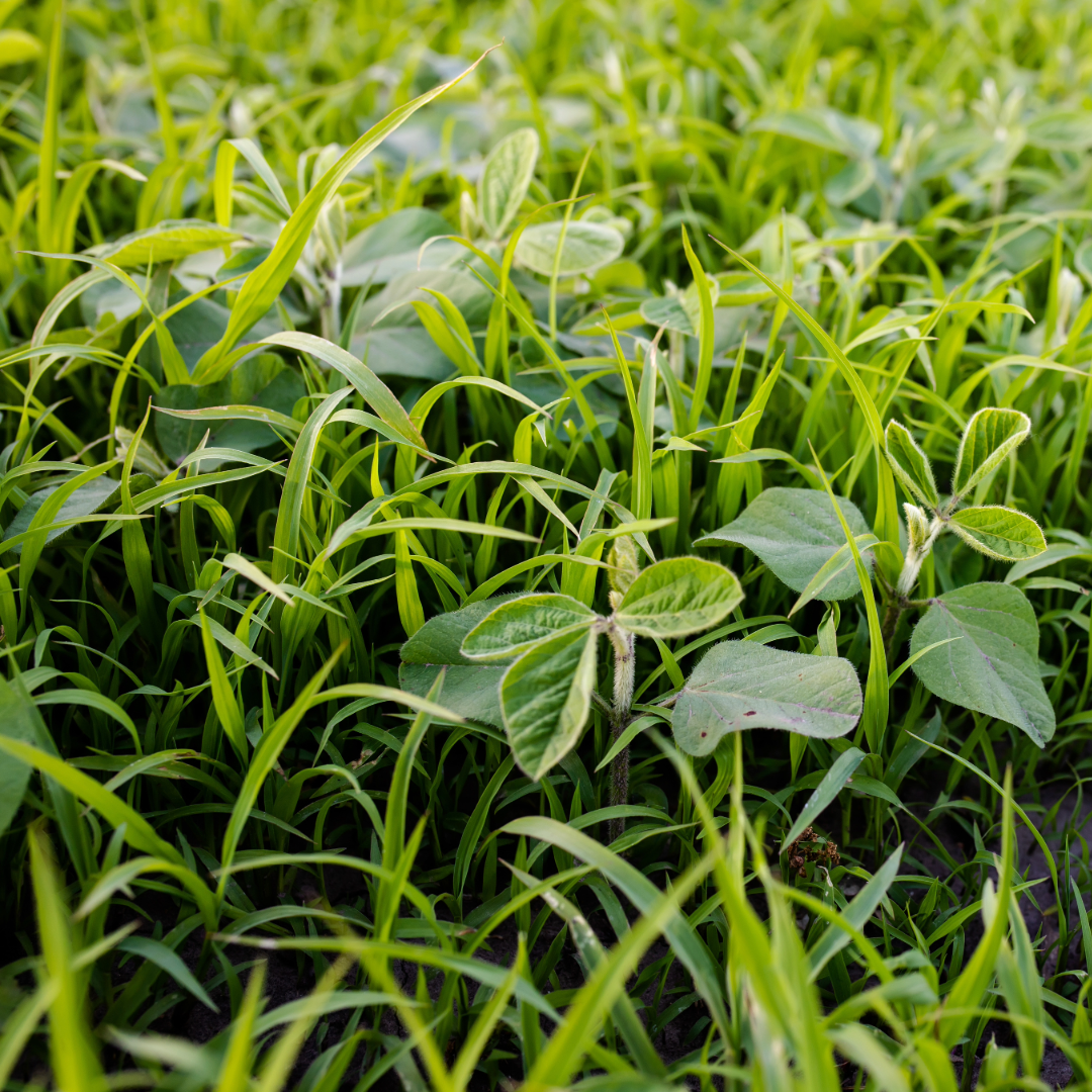 Cover Crop Basics — Civic Garden Center of Greater Cincinnati