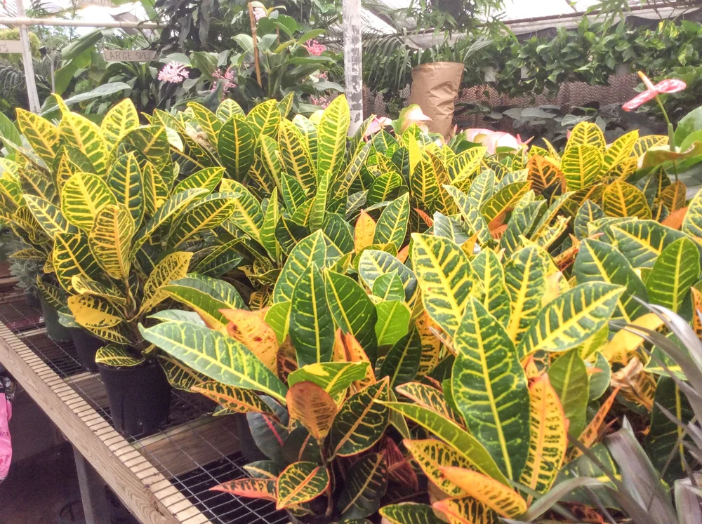 Crotons are wonderful Fall Plants | Cody Landscape