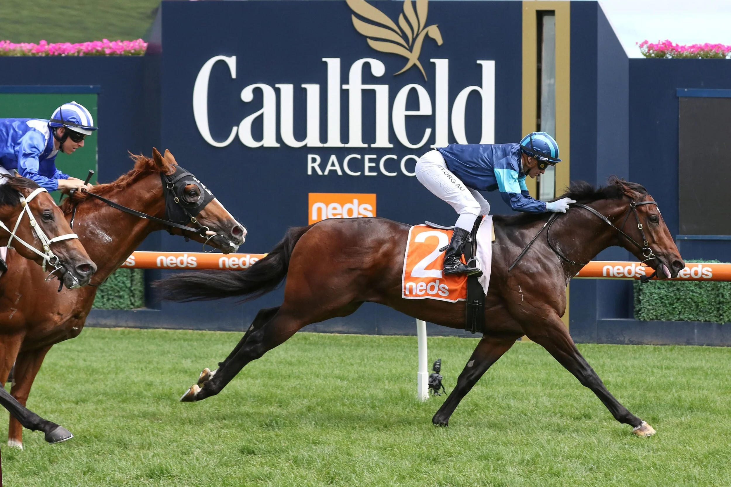 Southern Cross Feeds