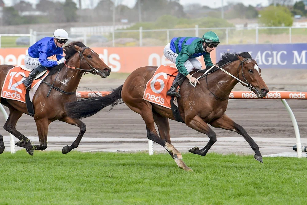 Racing Feeds — Southern Cross Feeds