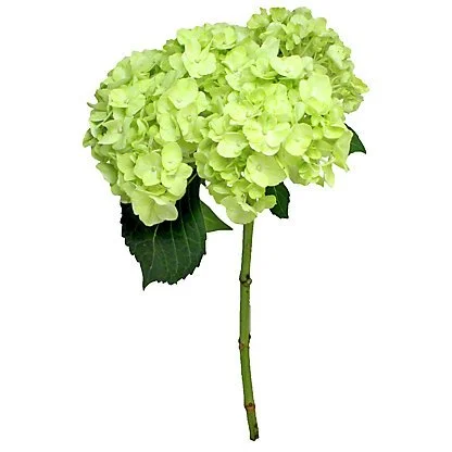 Hydrangeas — Las Vegas Flower Market