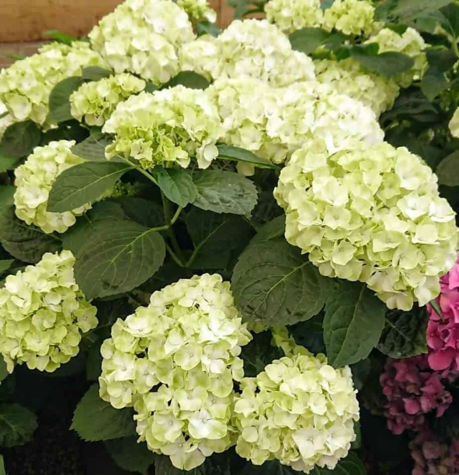 Hydrangeas — Las Vegas Flower Market