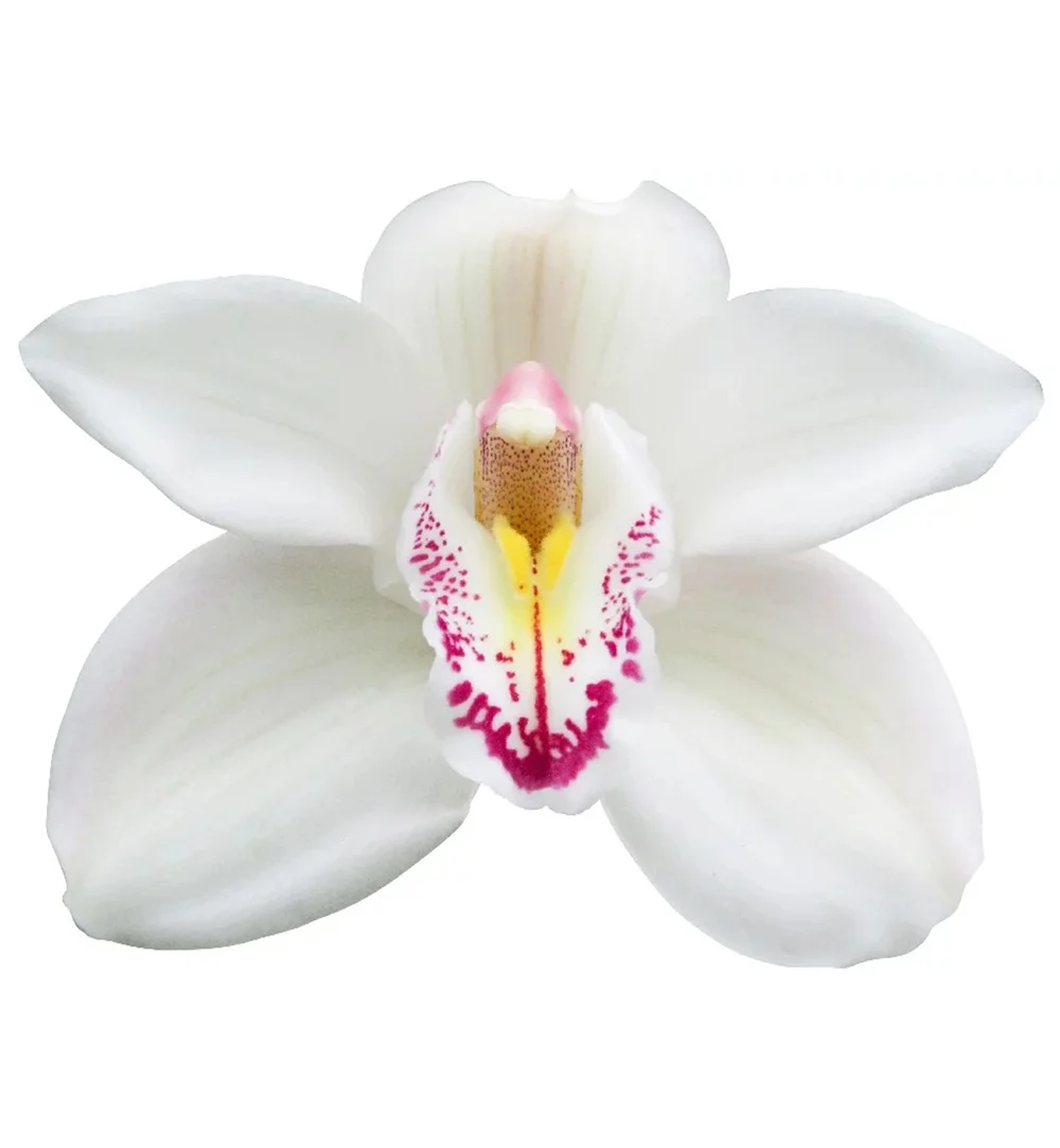 Mini Cymbidium Orchids Assorted — Las Vegas Flower Market