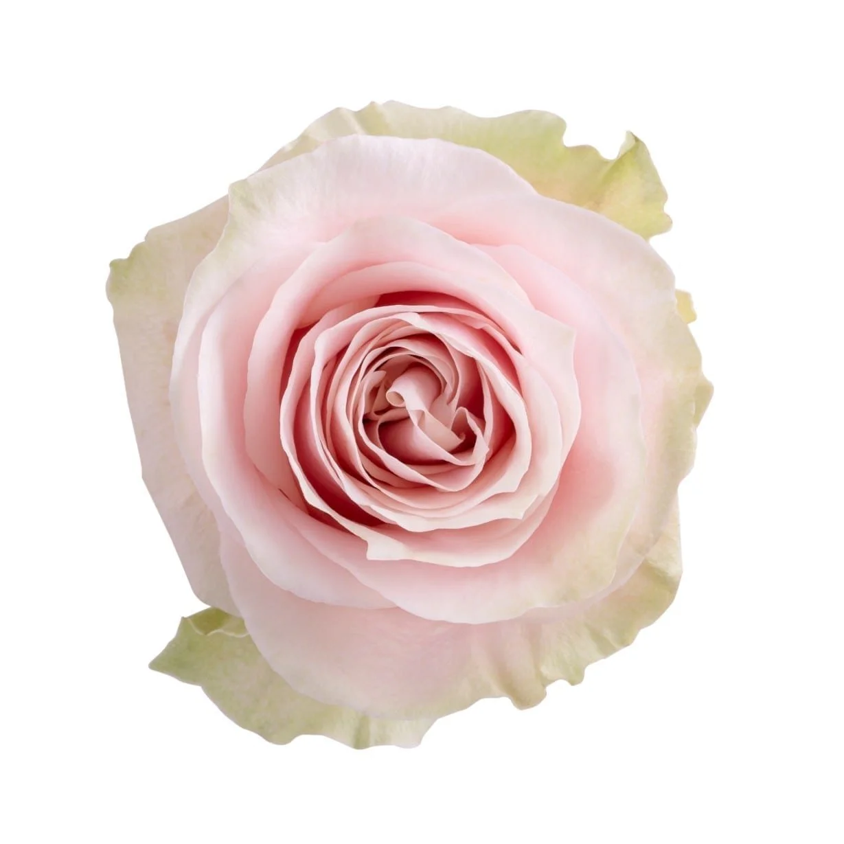 Wholesale Roses — Las Vegas Flower Market