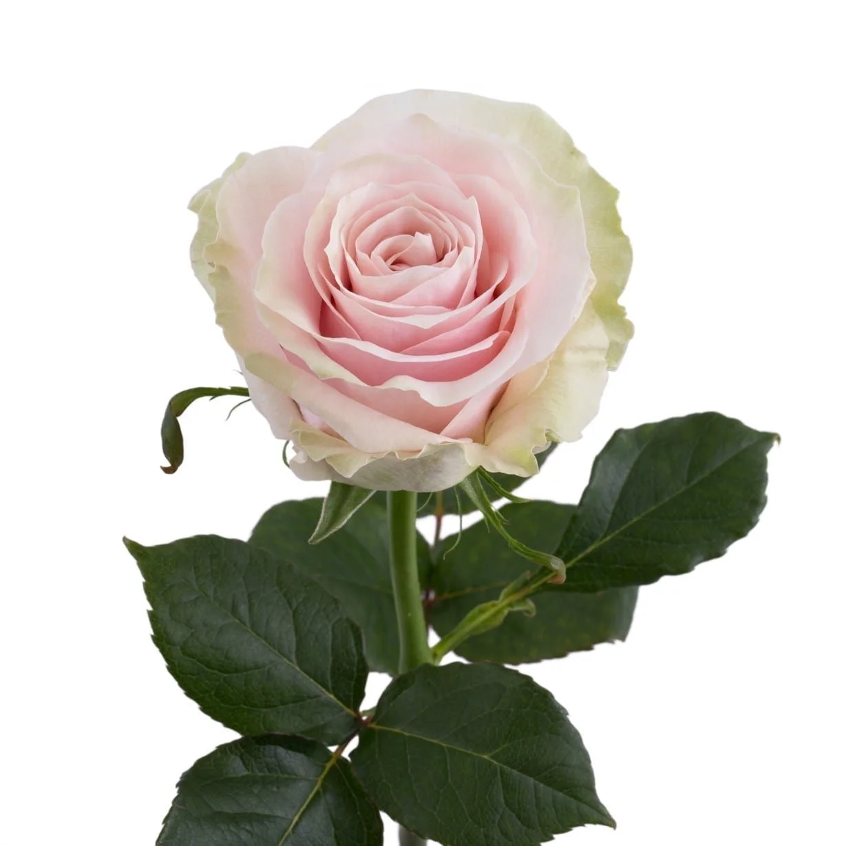 Wholesale Roses — Las Vegas Flower Market