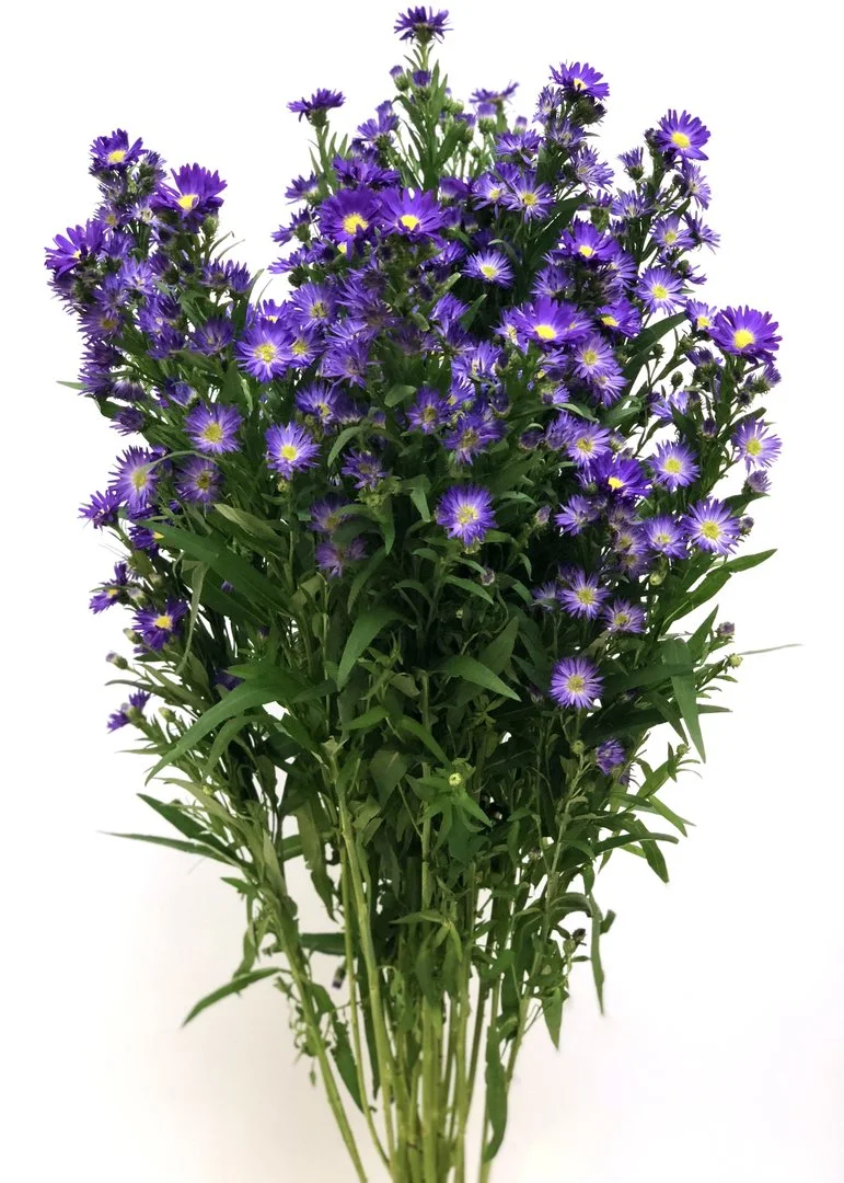 Store 2 — Las Vegas Flower Market