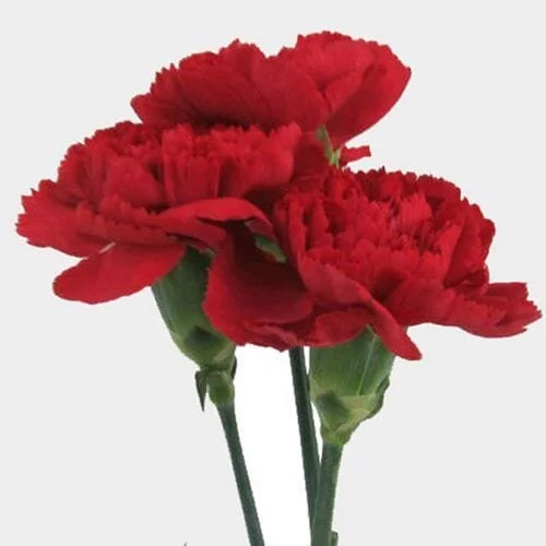 Store 2 — Las Vegas Flower Market