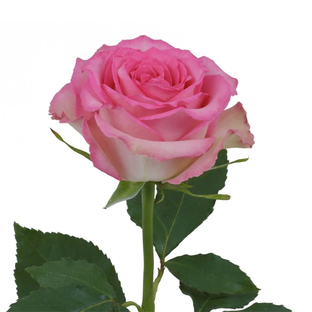 Wholesale Roses — Las Vegas Flower Market