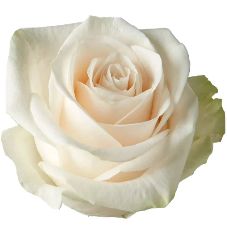 Las Vegas Flower Market