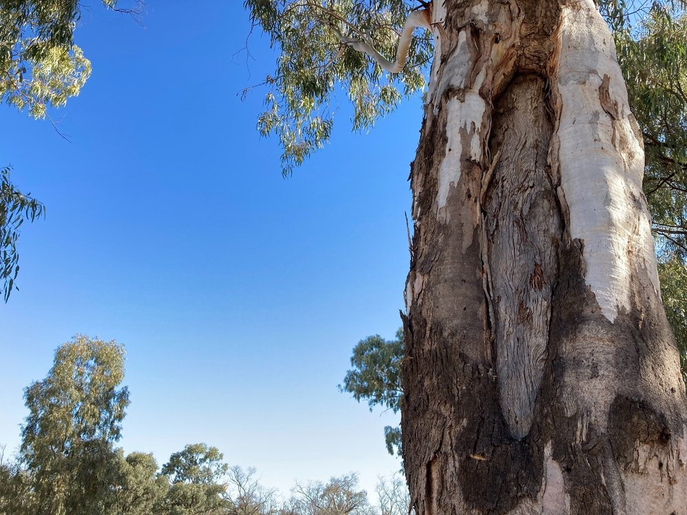 General 1 — Bottle Bend Reserve