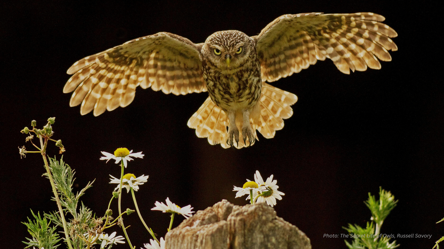 Masters of the Night: What Owls Really Do When the World Sleeps ...