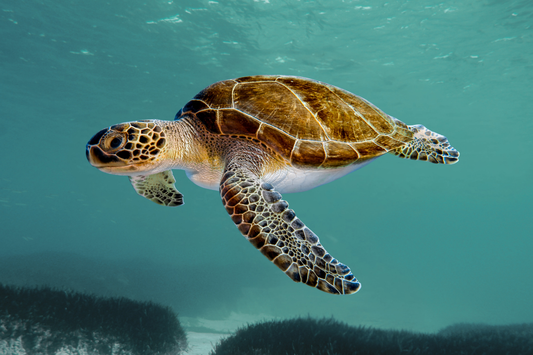 Wildlife Wins: The Best Conservation Comebacks of 2025 — Global Trekker