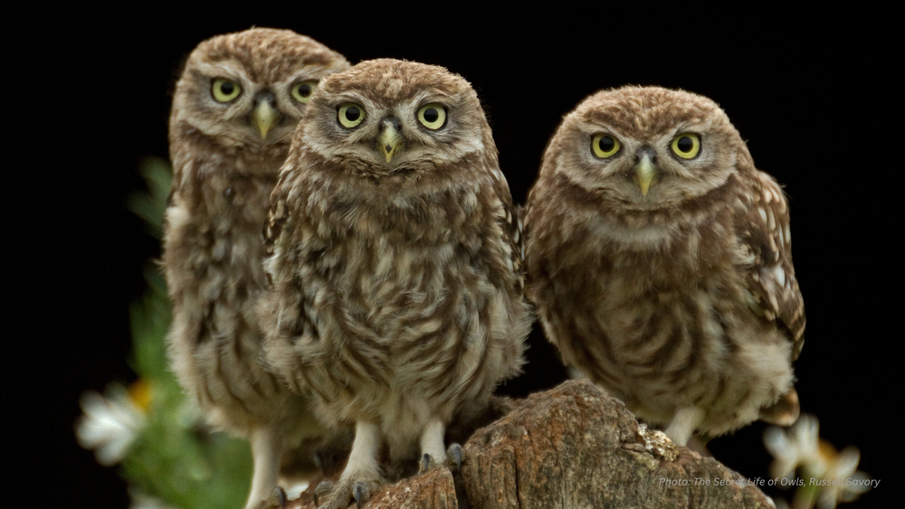 Masters of the Night: What Owls Really Do When the World Sleeps ...