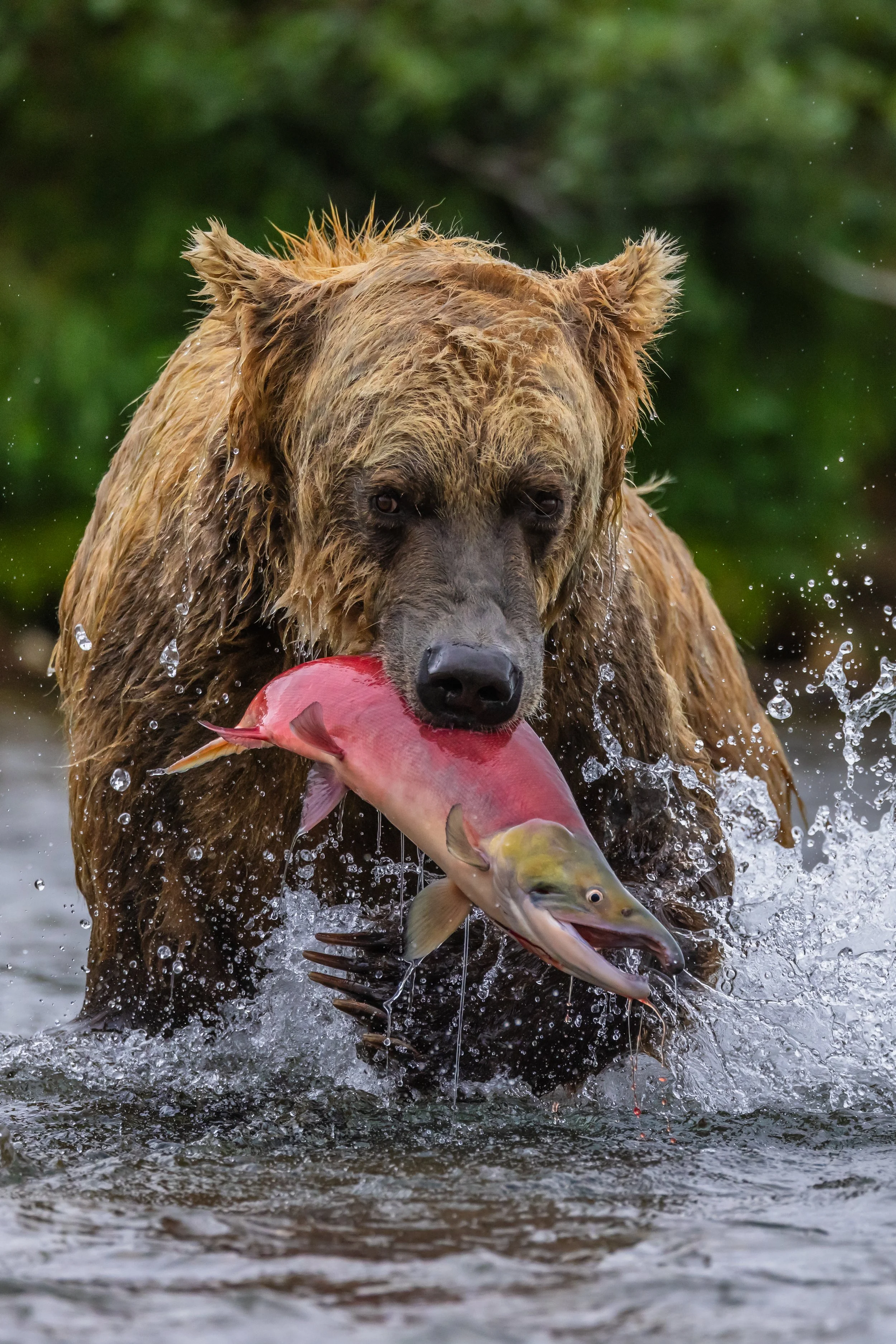 Alaska Bears 2026 — Jimmy Breitenstein - Wildlife and Nature Photography.