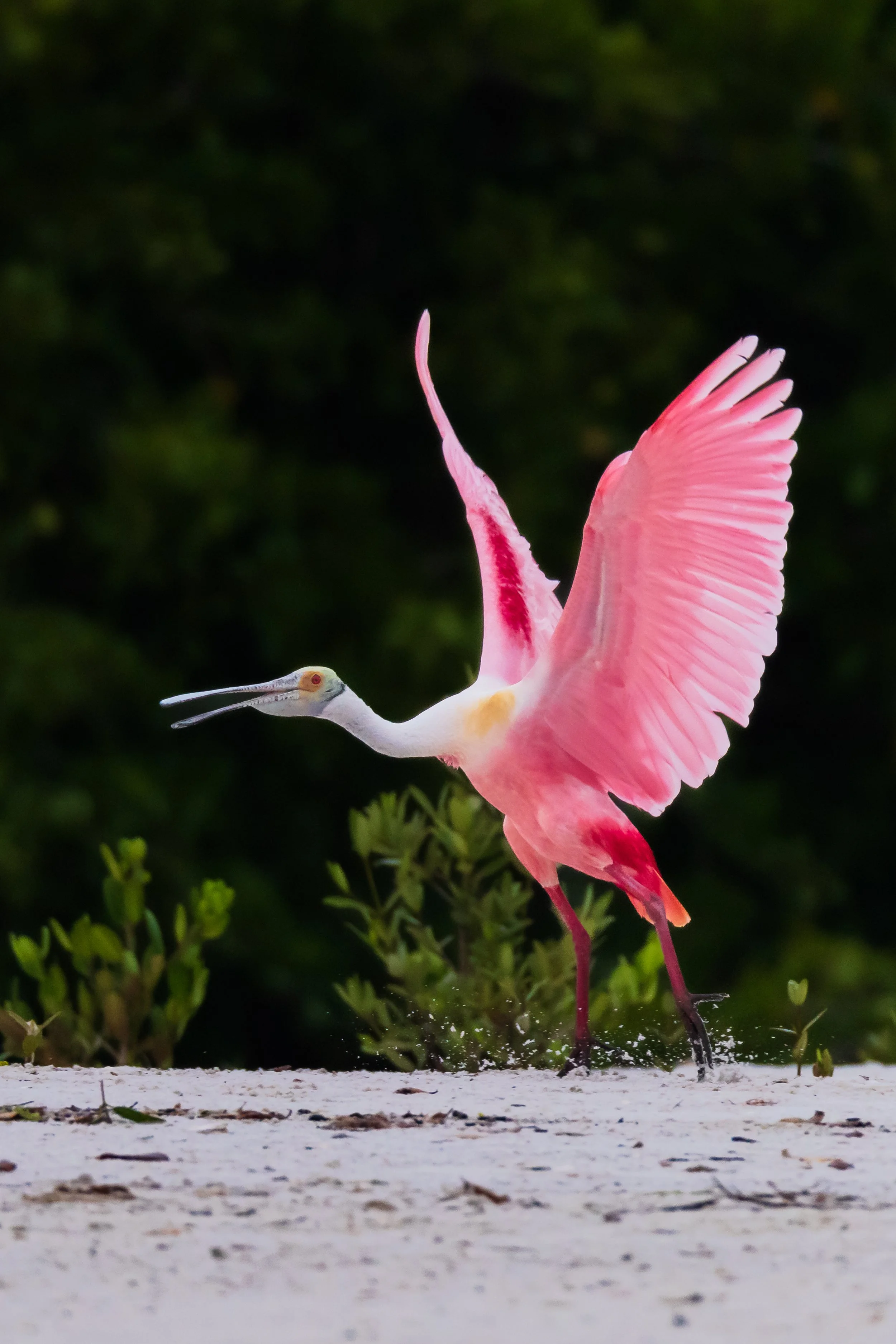 Spoonbills — Jimmy Breitenstein - Wildlife and Nature Photography.
